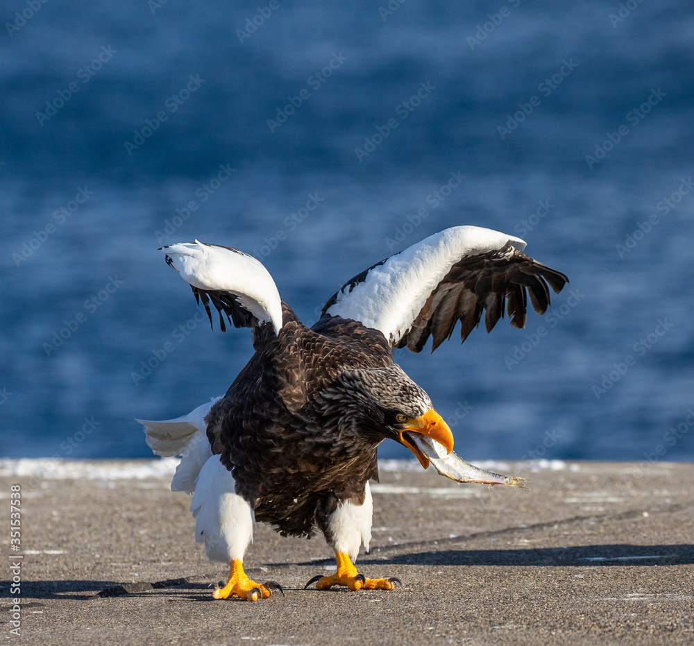 Steller's sea eagle is standing on a pier in the port with a fish in ...