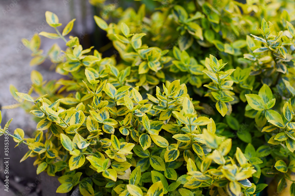 Fortune's spindle in bloom, winter creeper, wintercreeper - Euonymus ...