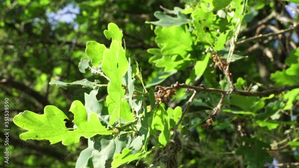 Vidéo Stock Oak Trees infested with larvae Processionary (Thaumetopoea ...