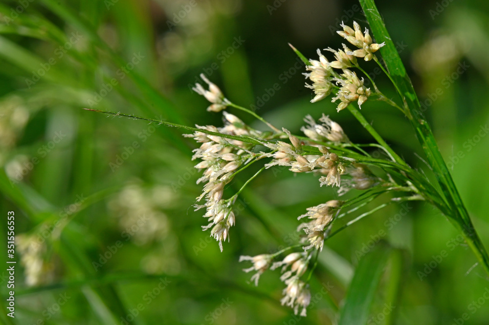 White wood-rush (Luzula luzuloides) - Weißliche Hainsimse, Weiße ...