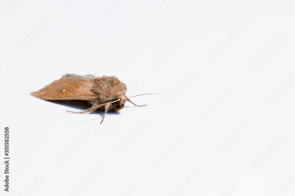Armyworm moth, mythimna unipuncta, photographed. Photographed on white ...