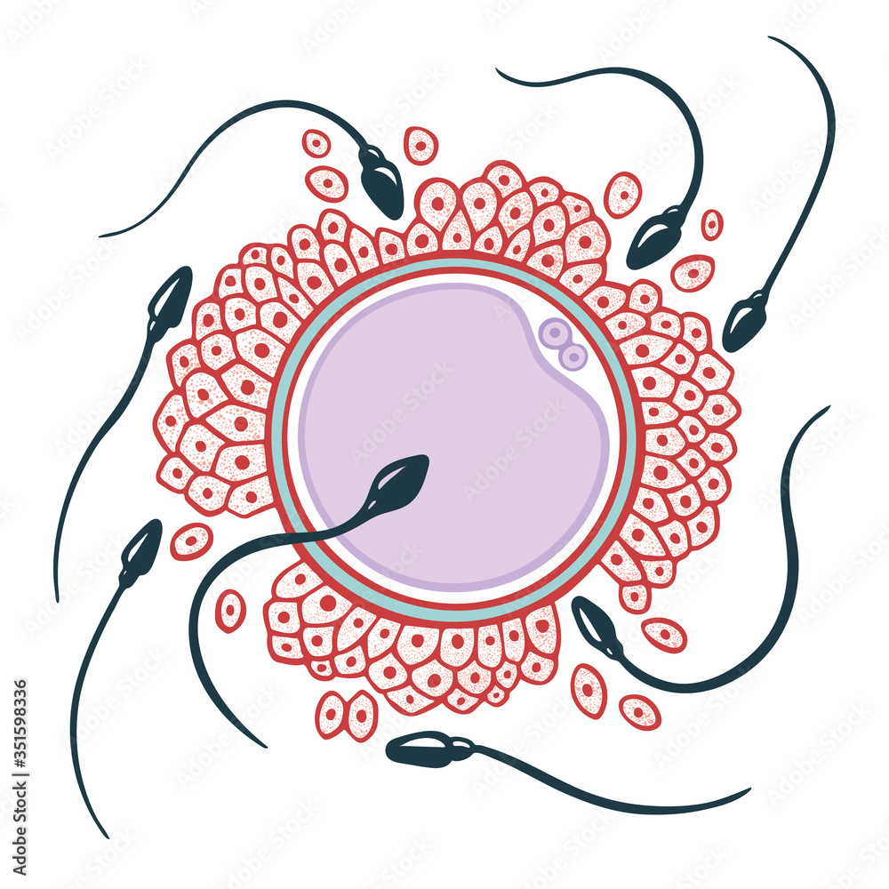 Natural fertilization. Sperm and egg cell hand drawn vector ...