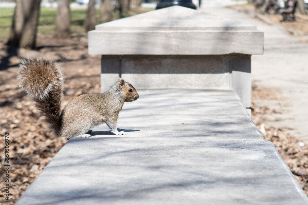 Cute eastern gray squirrel walking on a stone wall in Lafontaine Park ...