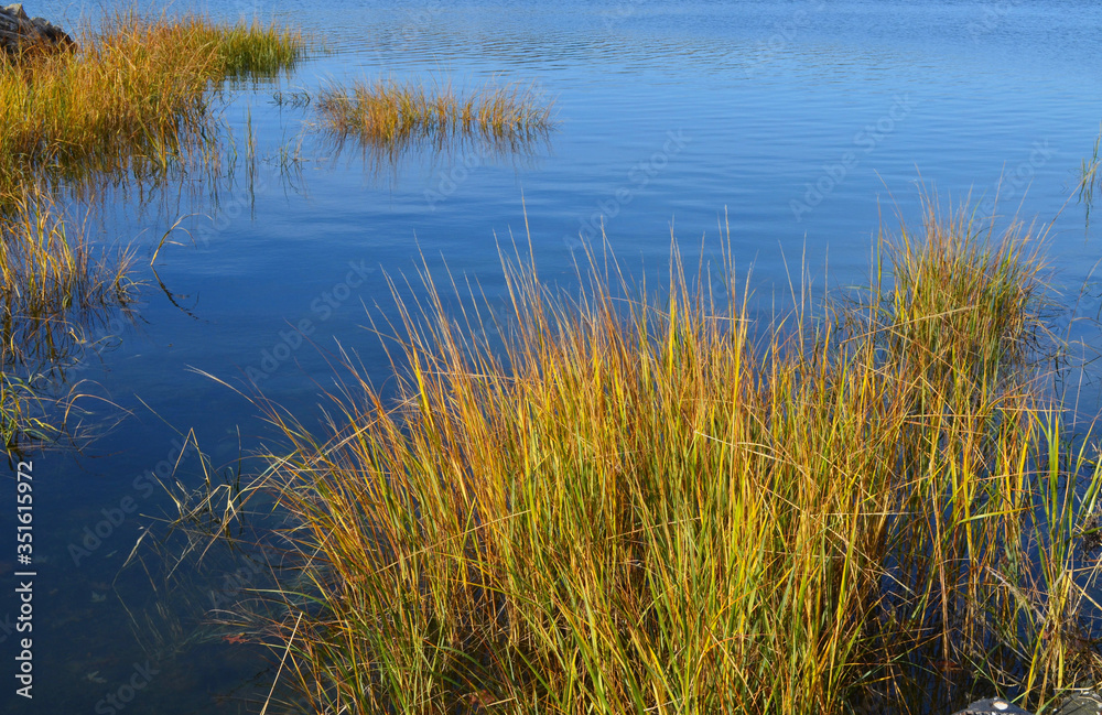 Clusters of late summer marsh grass stand above blue shallow water ...