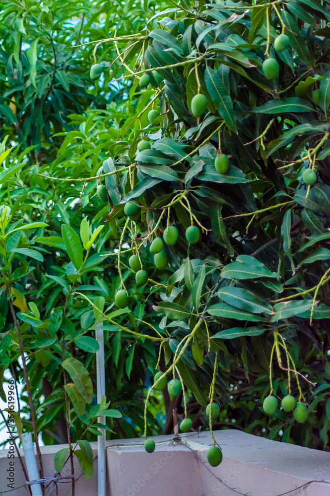 Closeup of Mangoes hanging on mango tree, mango farm. Mangifera indica ...