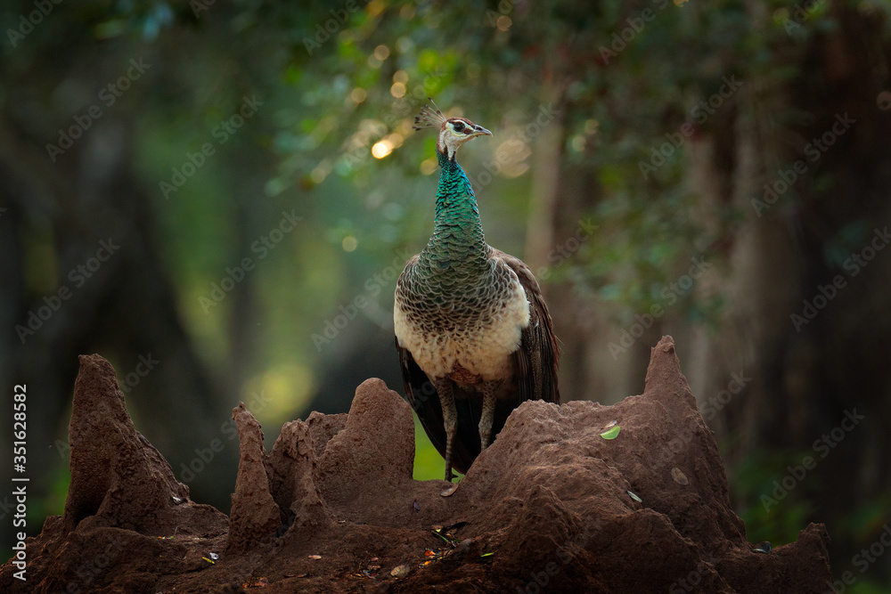 Indian Peafoul, bird displays courtship in tree window, Sri Lanka ...