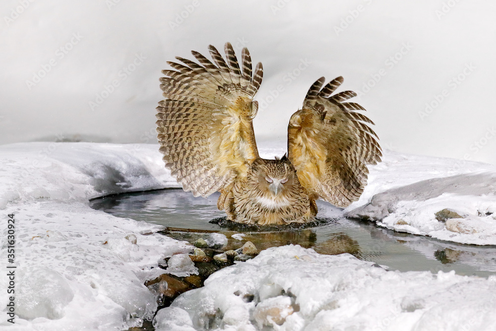 Owl hunting in cold water. Wildlife scene from winter in Hokkaido ...