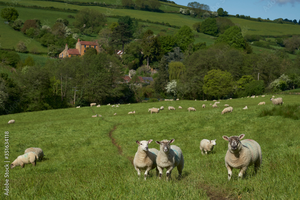 Sheep and lambs in lush green fields of the Woolley Valley, an Area of ...