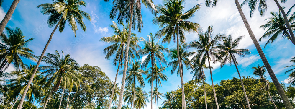 Coconut tree for making coconut milk Many on Koh Samui, Thailand Stock ...