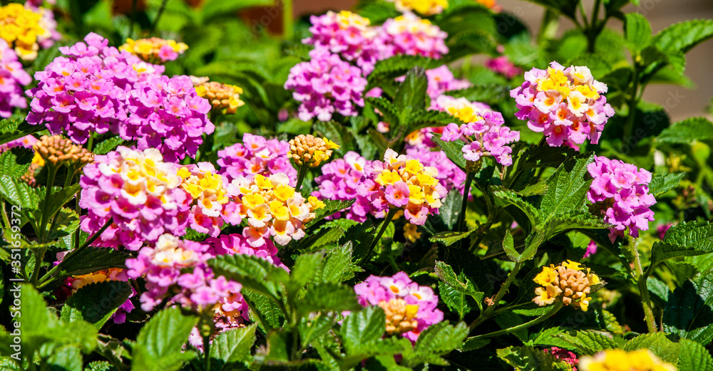 Decorative shrubs and flowers are a traditional decoration of gardens ...