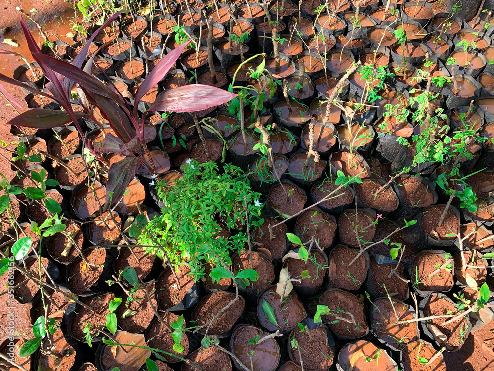 Organic Pisonia, Bougainvillea glabra, Ti and Hibiscuses plant. Stock ...