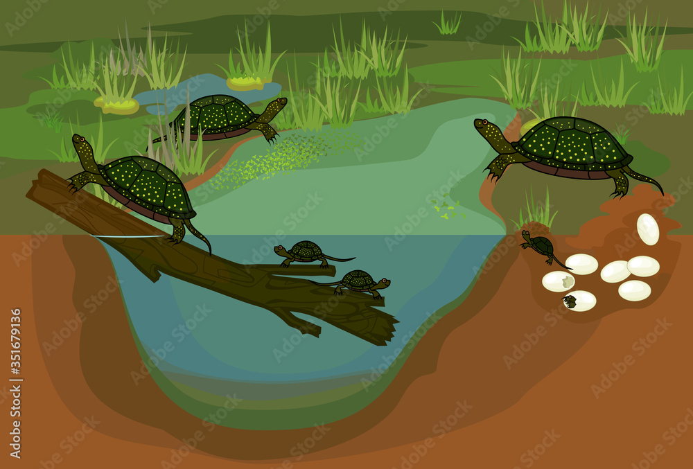 Life cycle of European pond turtle (Emys orbicularis). Pond biotope ...