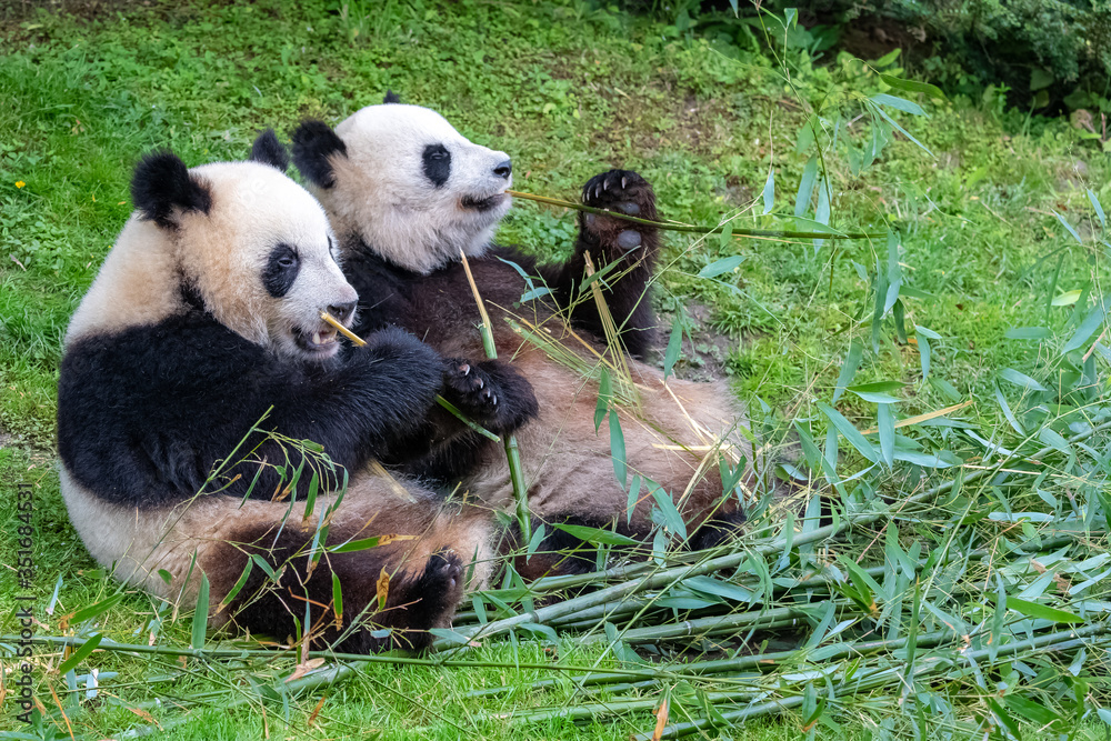 Baby Giant Pandas Eating Bamboo