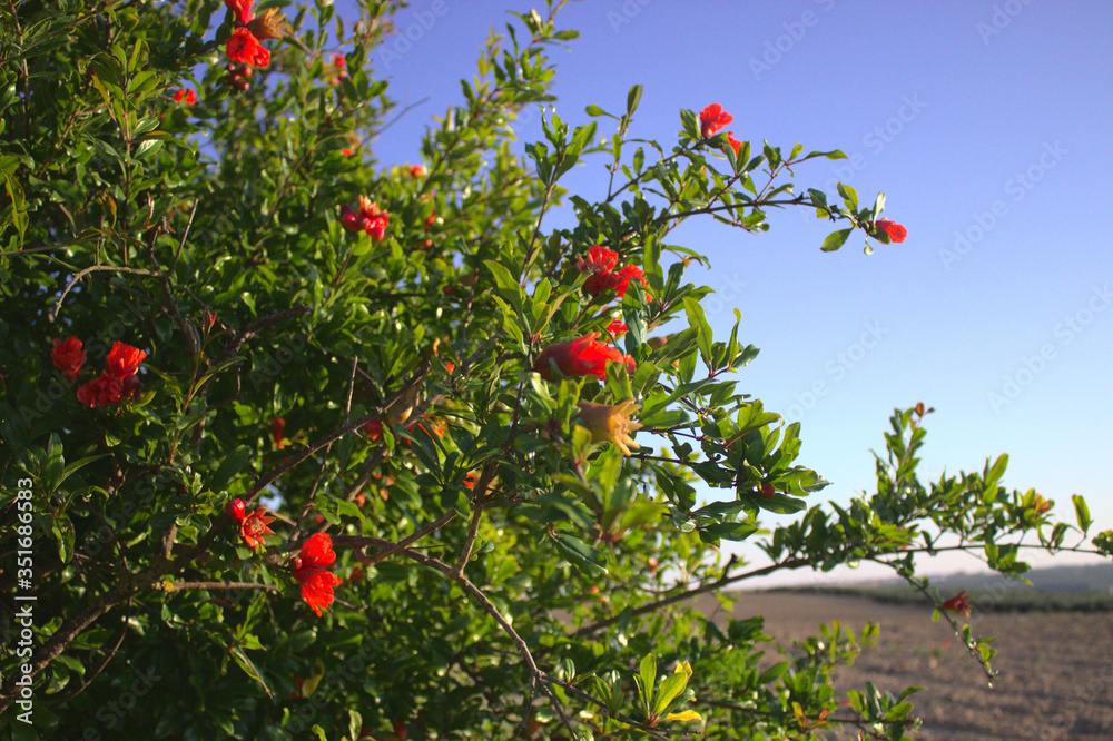 Árbol de flores rojas en mitad del campo Stock Photo | Adobe Stock