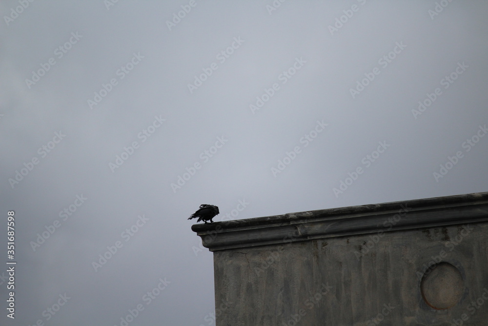 craw Stock Photo | Adobe Stock