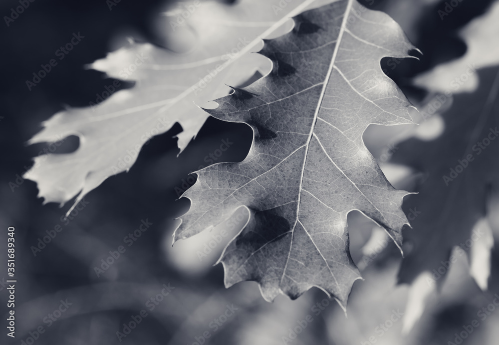 Branches of oak tree Stock Photo | Adobe Stock