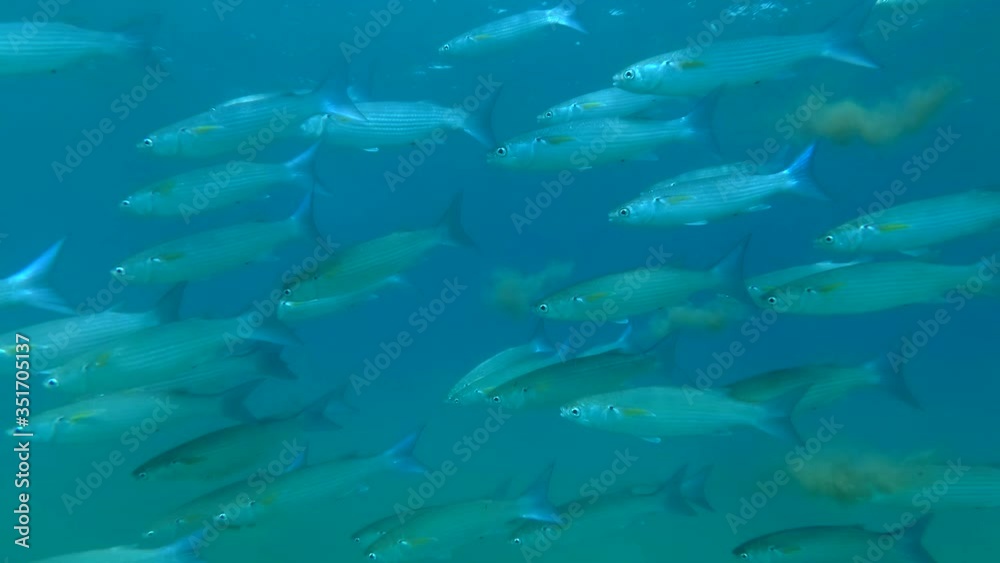 Large school of Mullet fish quickly swim to surface on water and dives ...