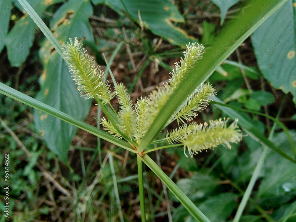 Cyperus rotundus (coco-grass, Java grass, nut grass, purple nut sedge ...