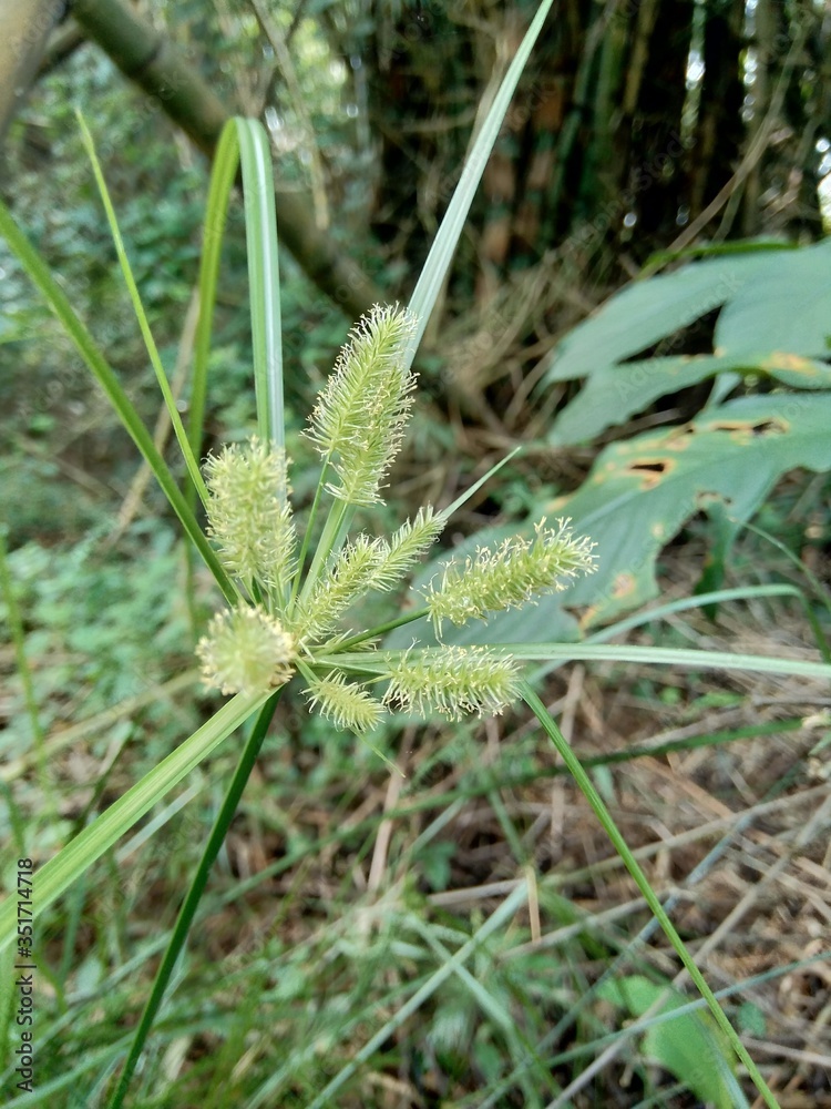Cyperus rotundus (coco-grass, Java grass, nut grass, purple nut sedge ...