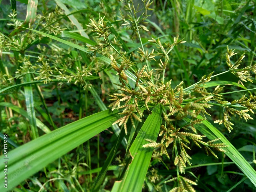 Cyperus rotundus (coco-grass, Java grass, nut grass, purple nut sedge ...