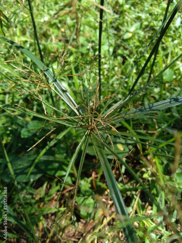 Cyperus rotundus (coco-grass, Java grass, nut grass, purple nut sedge ...