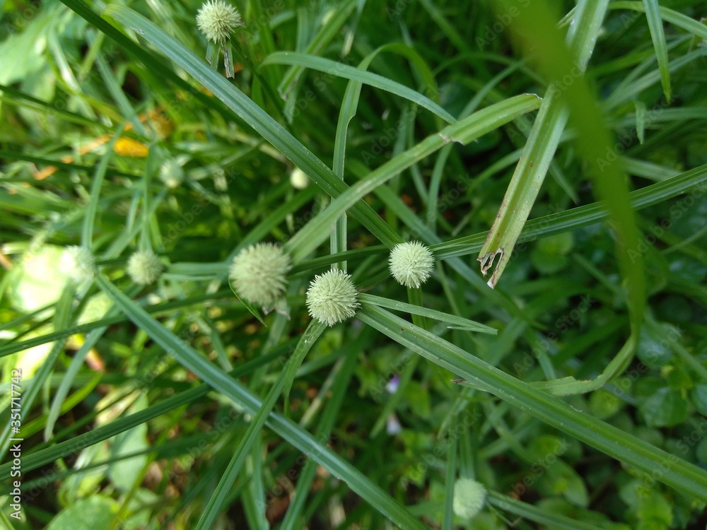 Cyperus rotundus (coco-grass, Java grass, nut grass, purple nut sedge ...