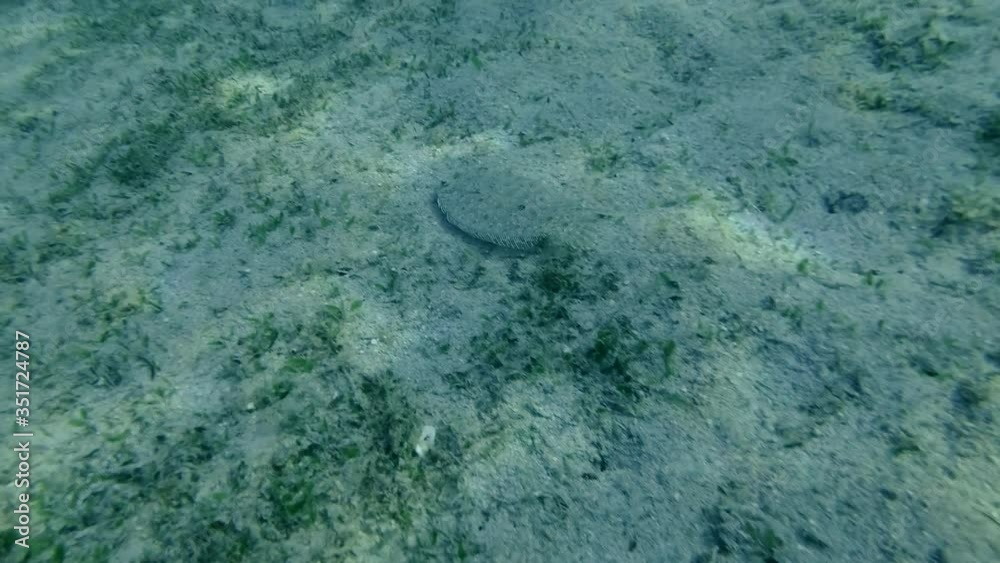 Flounder fish quickly swims on sandy bottom covered with green sea ...