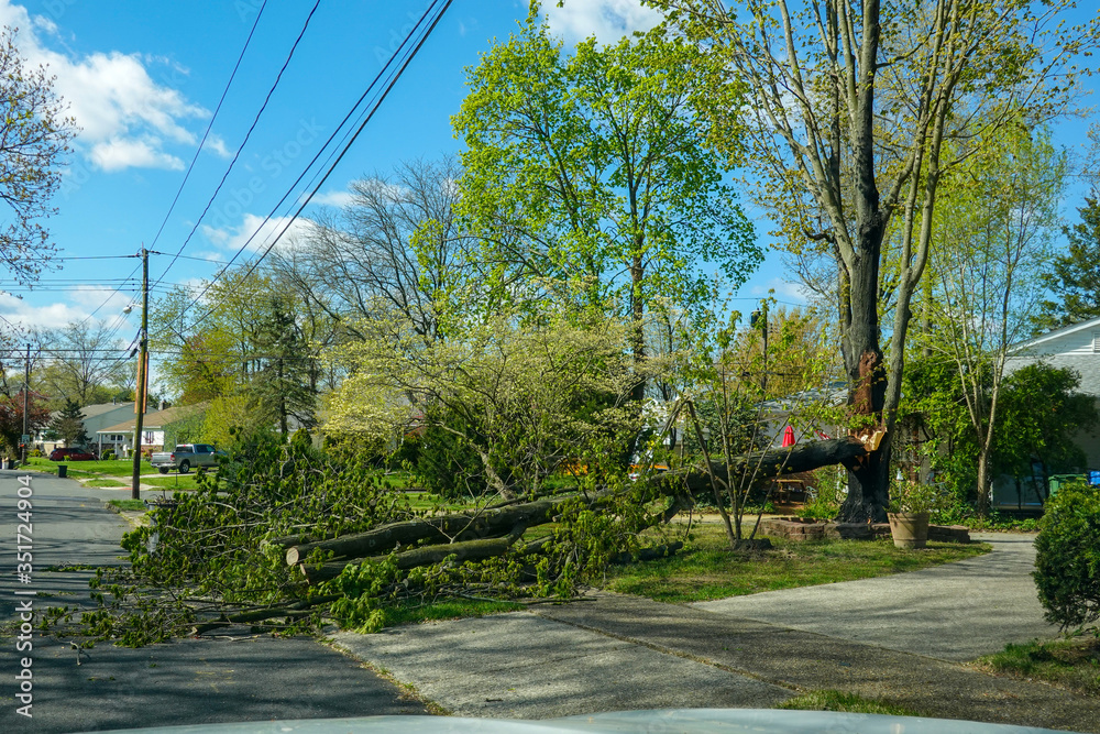 Broken Branch On Ground