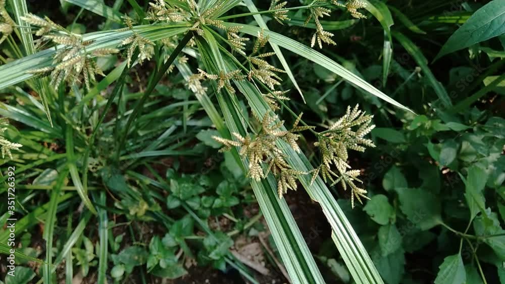 Cyperus rotundus (coco-grass, Java grass, nut grass, purple nut sedge ...