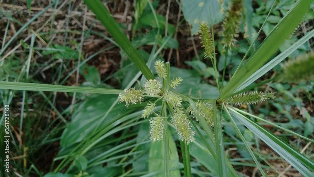 Vidéo Stock Cyperus rotundus (coco-grass, Java grass, nut grass, purple ...