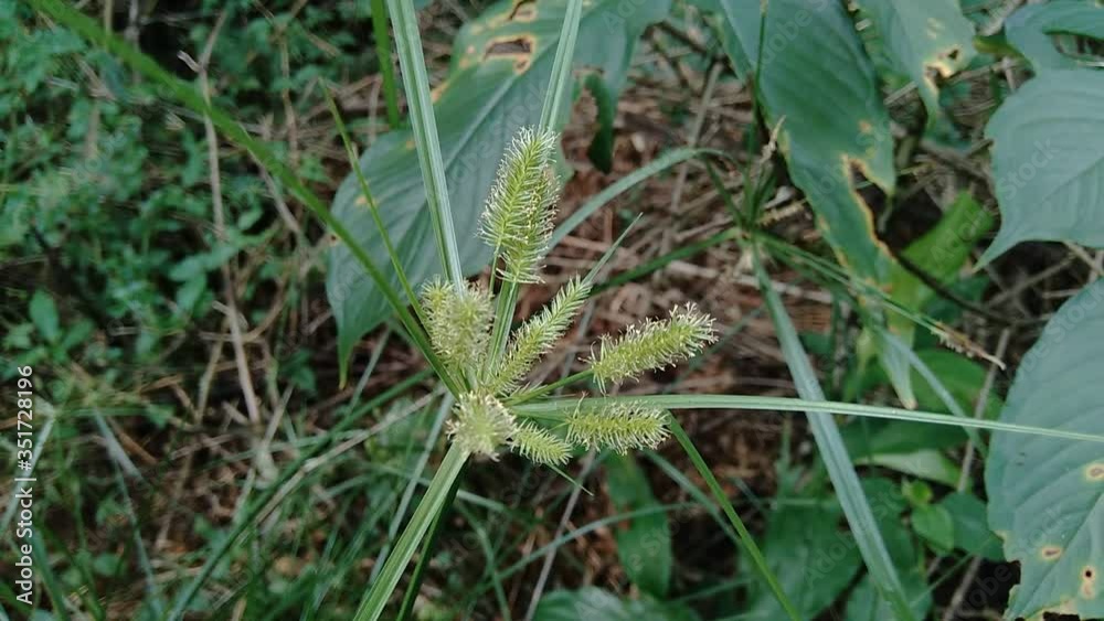 Cyperus rotundus (coco-grass, Java grass, nut grass, purple nut sedge ...