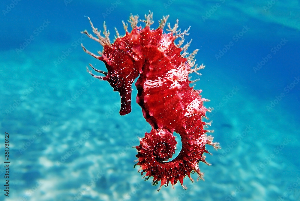 Red Seahorse