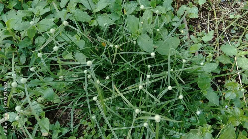 Cyperus rotundus (coco-grass, Java grass, nut grass, purple nut sedge ...