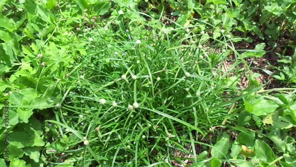 Cyperus rotundus (coco-grass, Java grass, nut grass, purple nut sedge ...