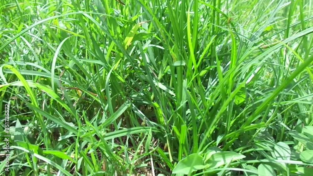 Cyperus rotundus (coco-grass, Java grass, nut grass, purple nut sedge ...