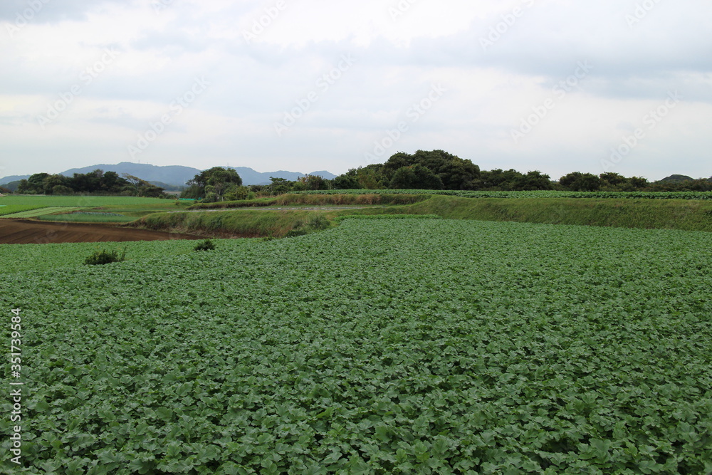 Radish Japanese daikon farm in Japan Kanagawa prefecture Stock Photo ...