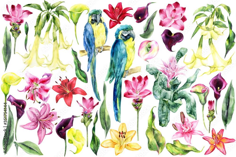 Big set of flowers, parrot macaw bird, lilly, calla lily, lilies ...