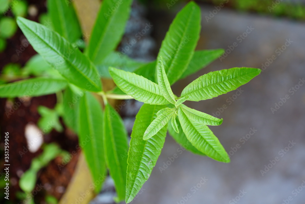 Green lemon verbena plant (Aloysia citrodora) growing in the garden ...