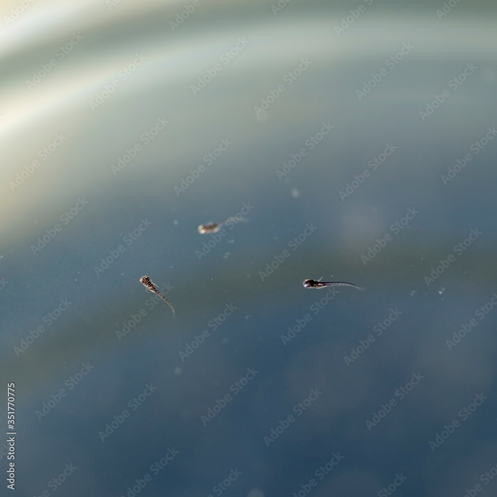 Juvenile of Japanese rice fish (Oryzias latipes) Stock Photo | Adobe Stock