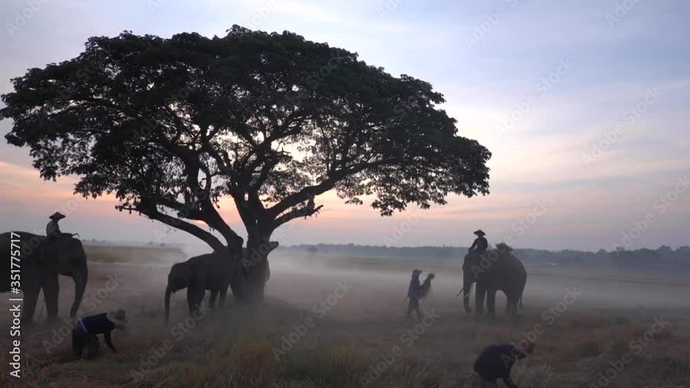 Elephant and farmer spending time together in the northern Thai ...