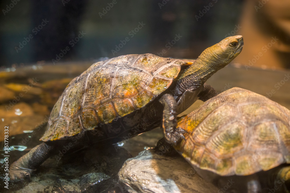 two Japanese pond turtle. It is a species of turtle in the family ...