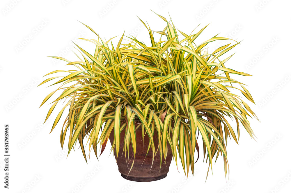 Phormium, Phormium tenax Variegatum or New zeland flax shrub Stock ...