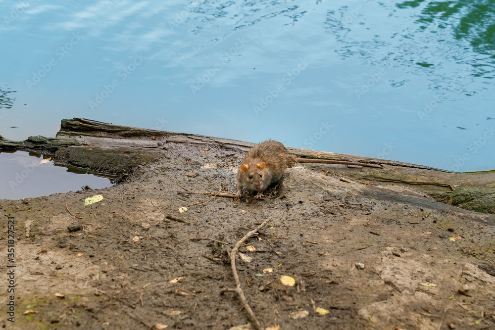 water vole or rat on the waterfront. rodents living in the rivers ...