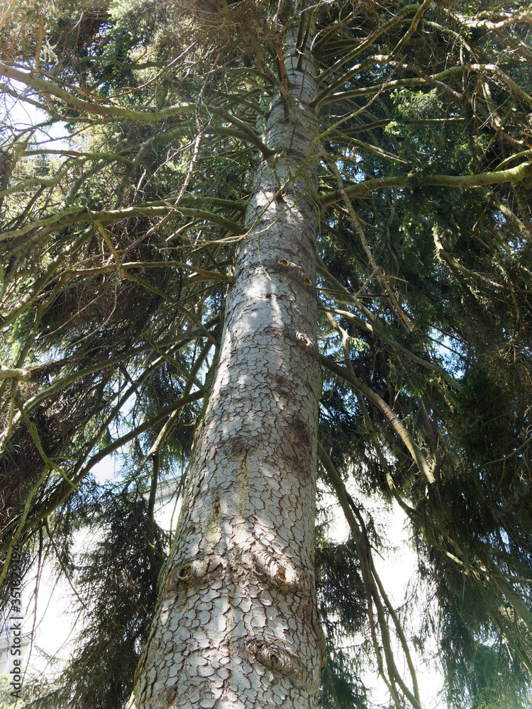 (Picea orientalis) Sapinette d'orient, un grand arbre, conifère, du ...