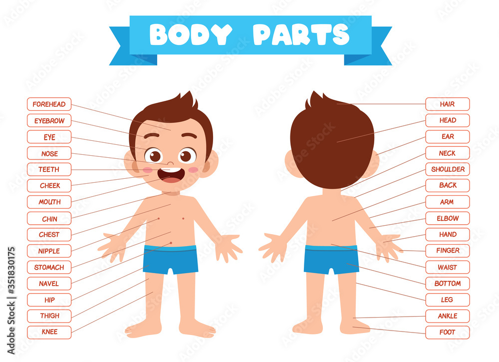 happy cute kid boy body part anatomy Stock Vector | Adobe Stock