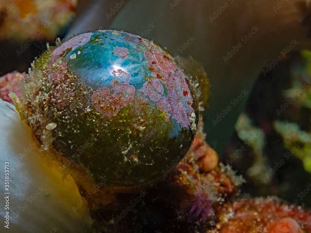 Valonia Ventricosa Inside