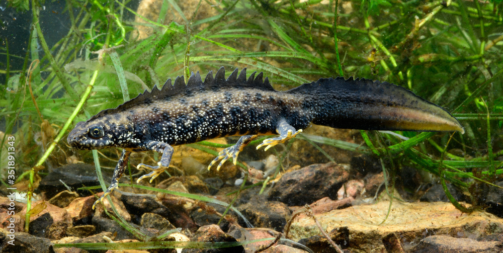 Triturus Cristatus