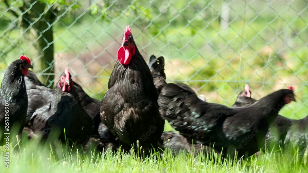 Free range hens - amazing black rooster and chickens - grazing in the ...