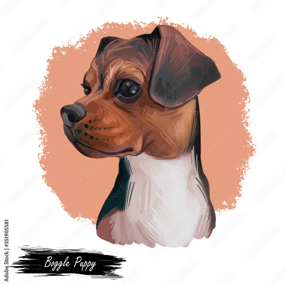 Boggle Dog cross breed of Boston Terrier and Beagle isolated digital ...