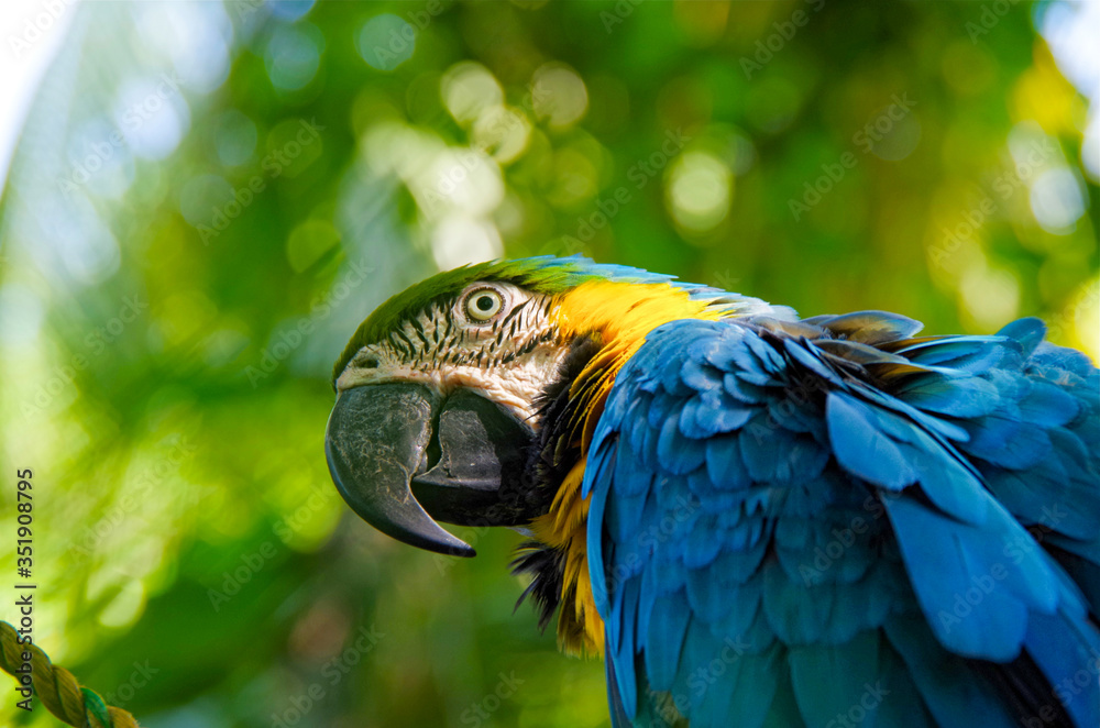 Beautiful turquoise and yellow Macaw parrot sitting on tree branch in ...